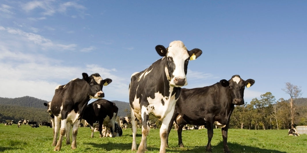 Whyte Agri - Farm & Agricultural Products Ireland